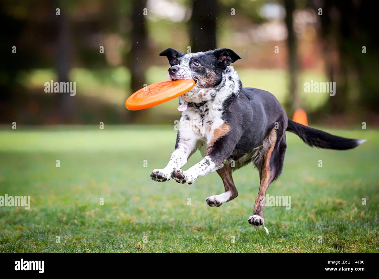 Cattle dog outdoors playing frisbee and jumping Stock Photo - Alamy