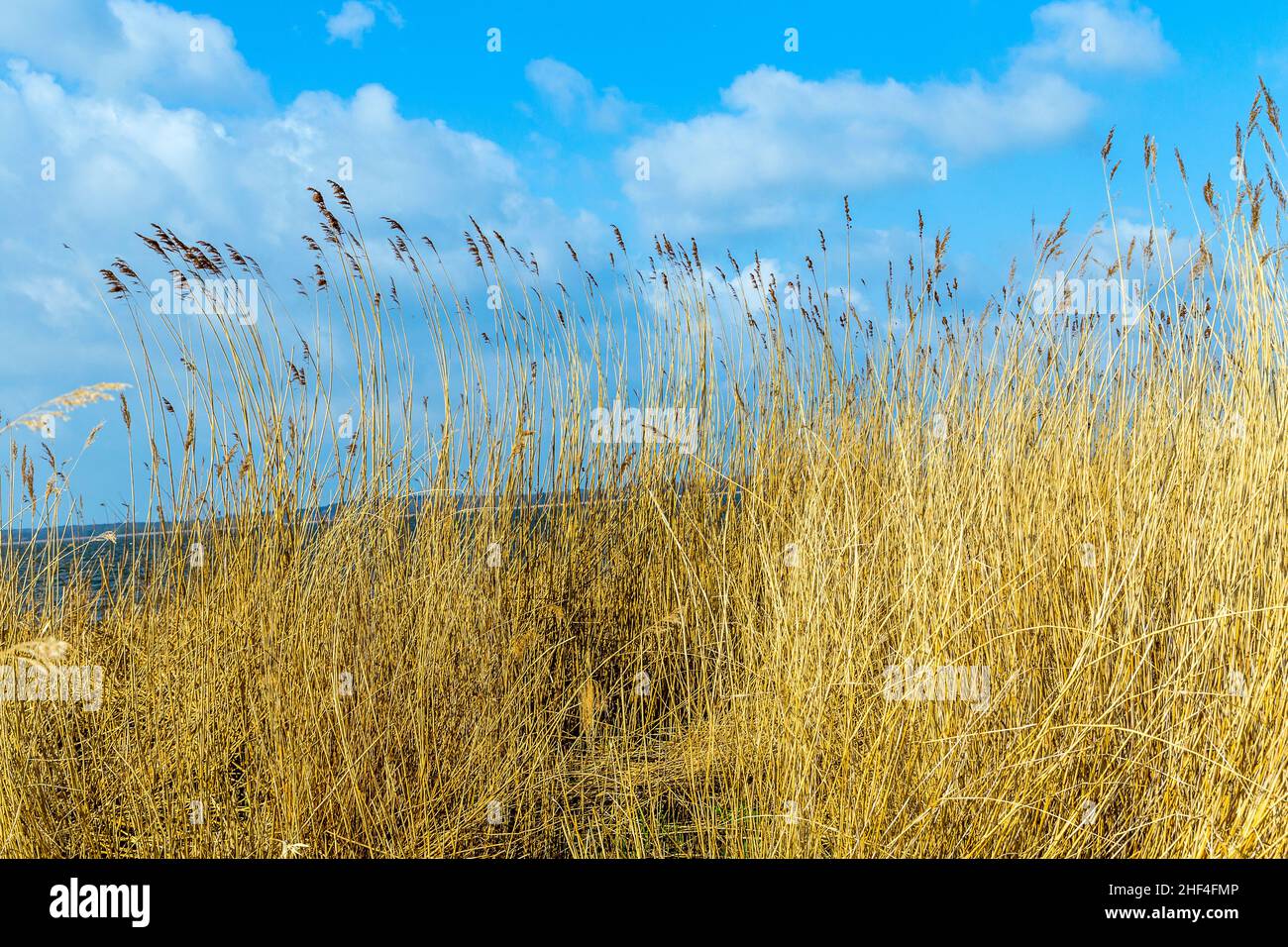 Reeds grass clear blue hi-res stock photography and images - Alamy