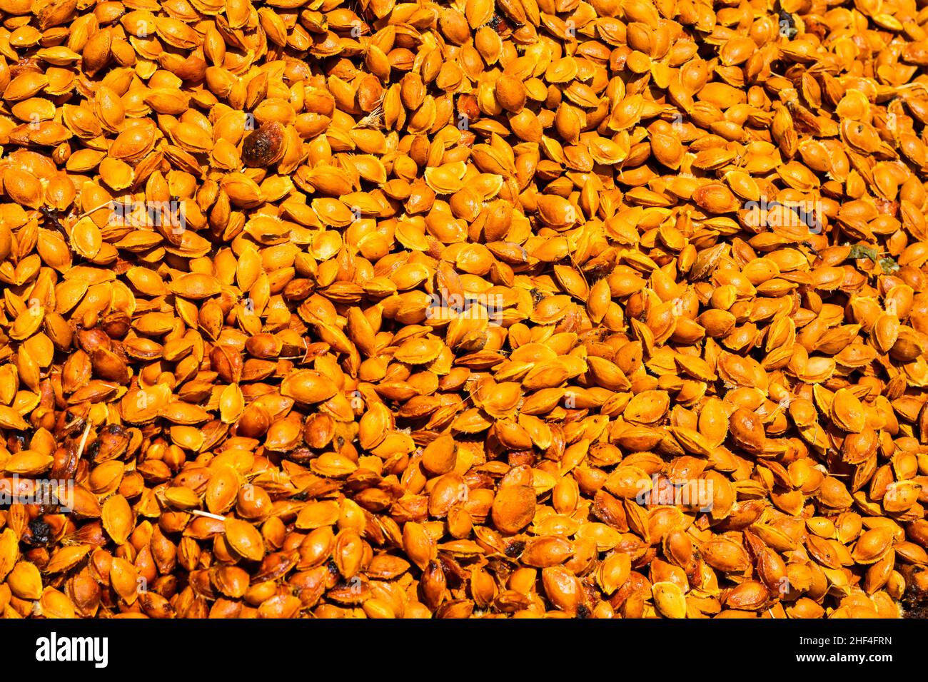 apricot kernels. drying apricot kernels background. fruit seeds ...