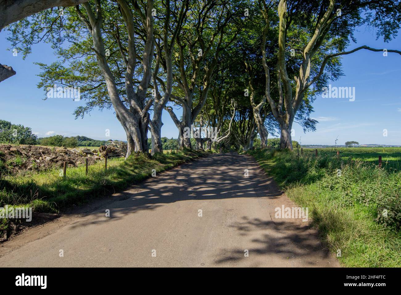 The Dark Hedges, an avenue of beech trees along Bregagh Road in County ...