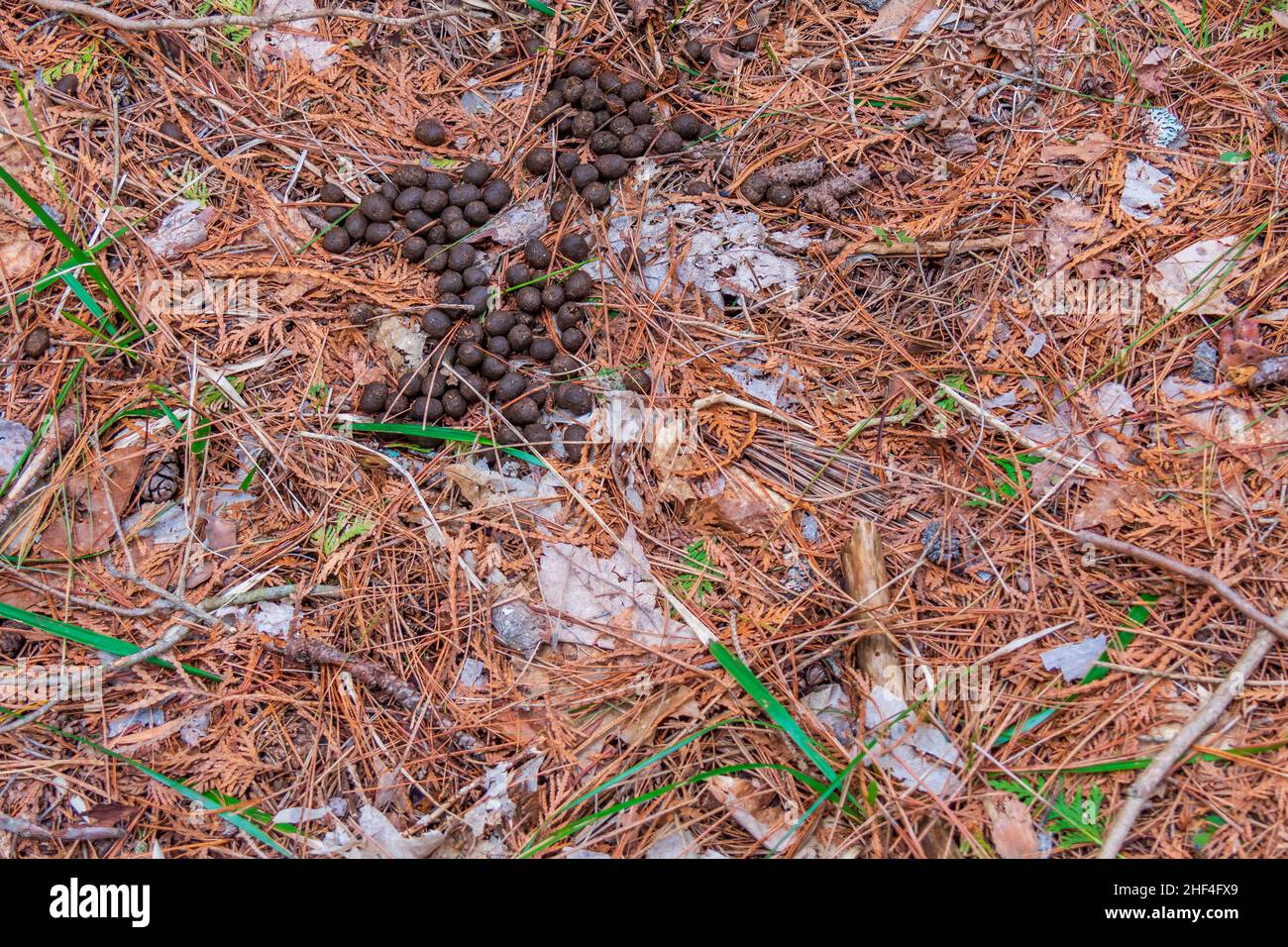 Round little deer poop pellets Stock Photo - Alamy