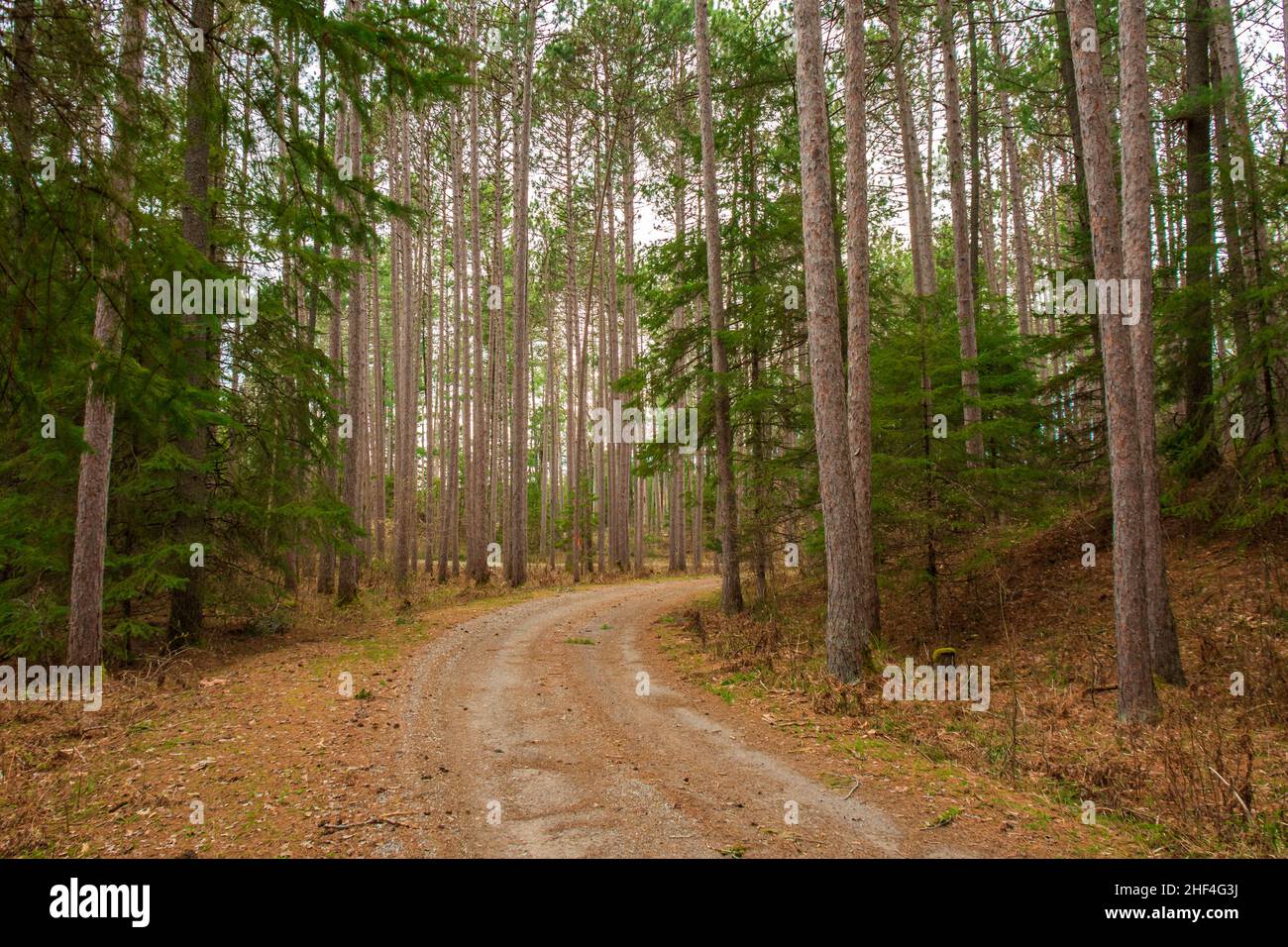 Scenic road into Canadian Forest in Ontario Canada Stock Photo - Alamy