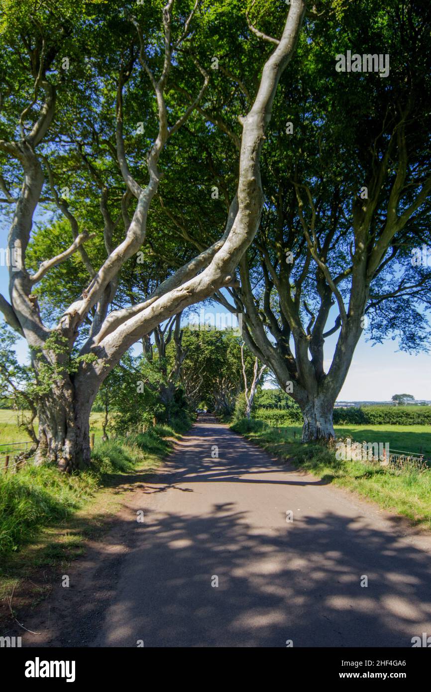 The Dark Hedges, an avenue of beech trees along Bregagh Road in County ...