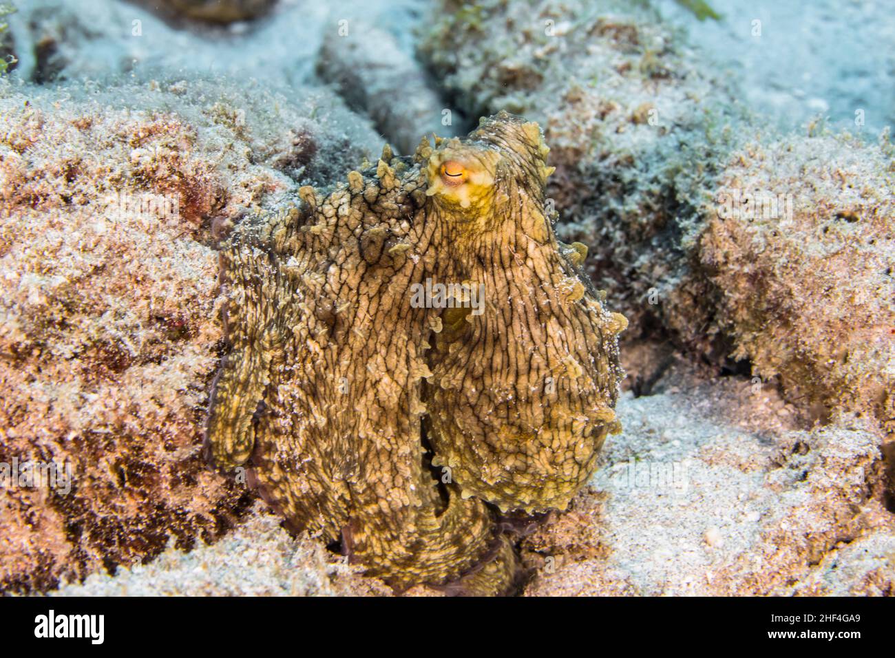 Seascape with Octopus in the coral reef of Caribbean Sea, Curacao Stock ...