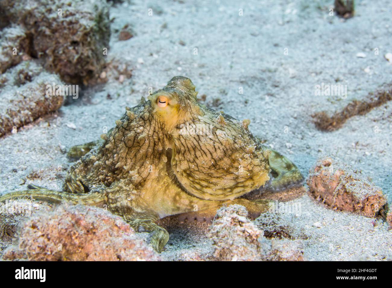 Seascape with Octopus in the coral reef of Caribbean Sea, Curacao Stock ...