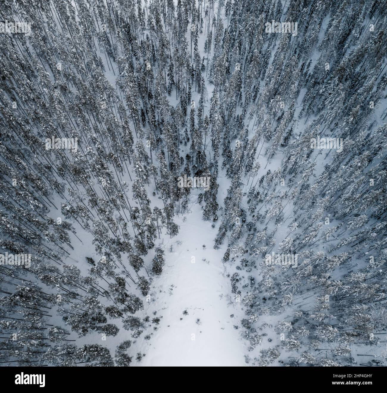 Epic aerial view of boreal forest in winter with snow covered trees in ...