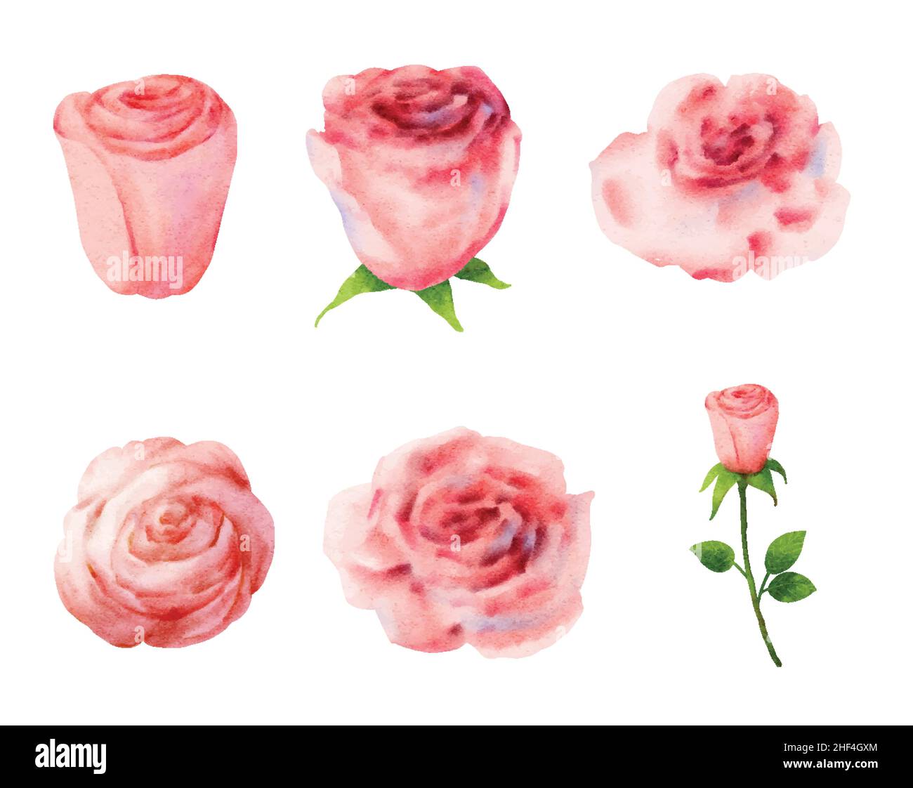 Pink rose flower set for valentines day in watercolor style Stock ...