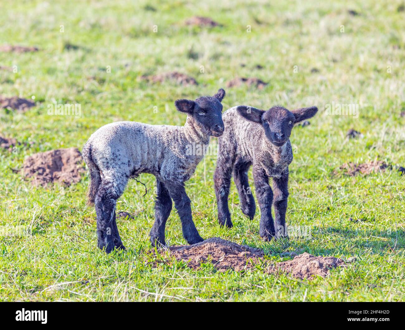 Spring pasture with flock of sheep and lambs Stock Photo - Alamy