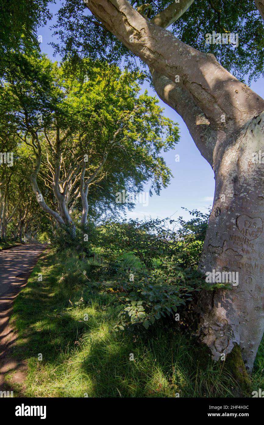The Dark Hedges, an avenue of beech trees along Bregagh Road in County ...