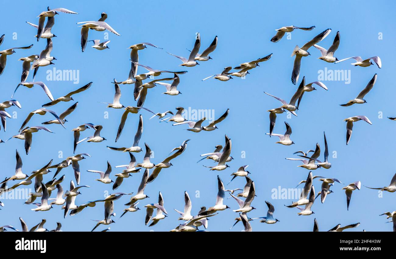 flock of birds under clear blue sky Stock Photo - Alamy