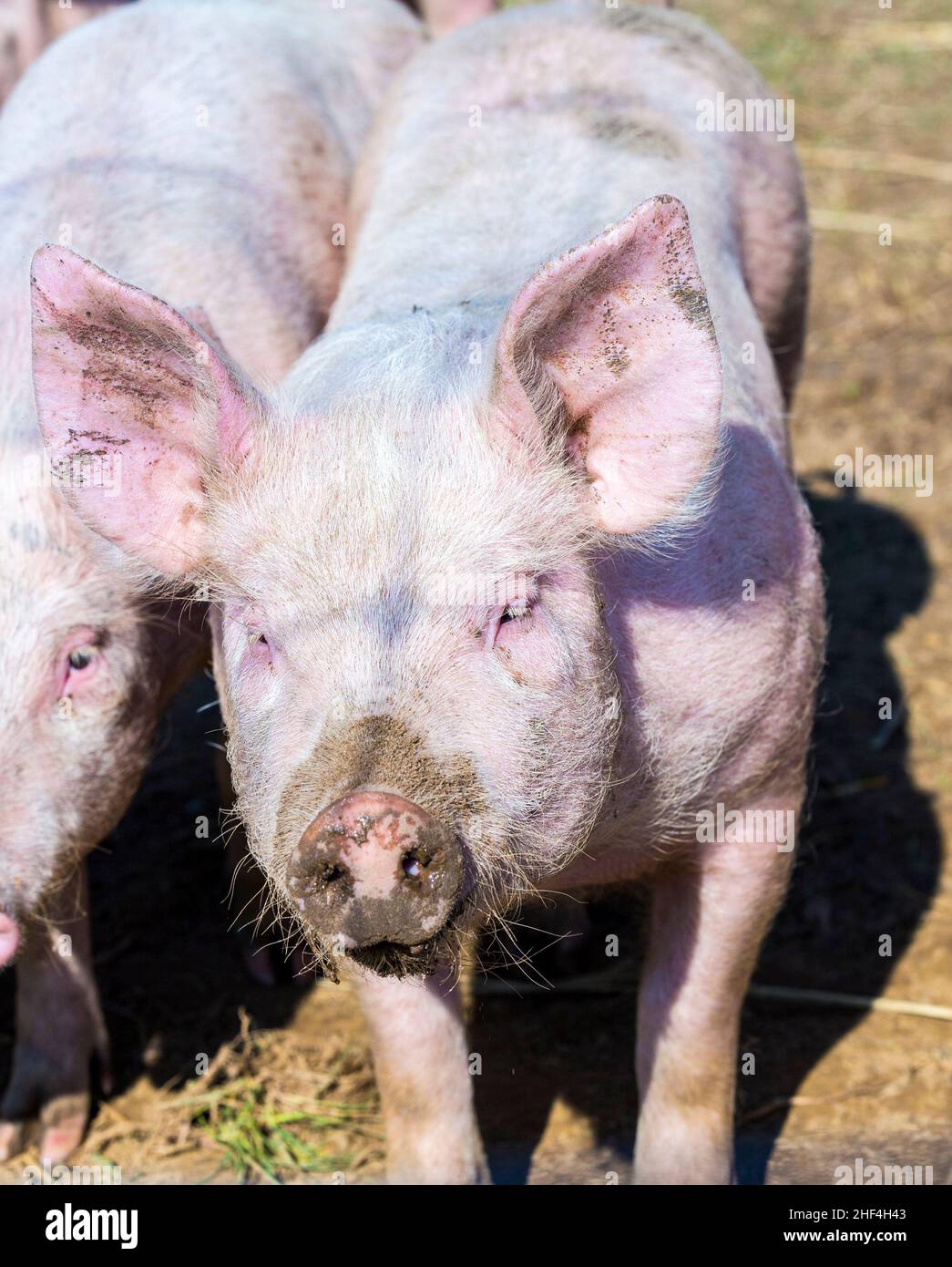 flock of pigs in a bio farm in Usedom Stock Photo - Alamy