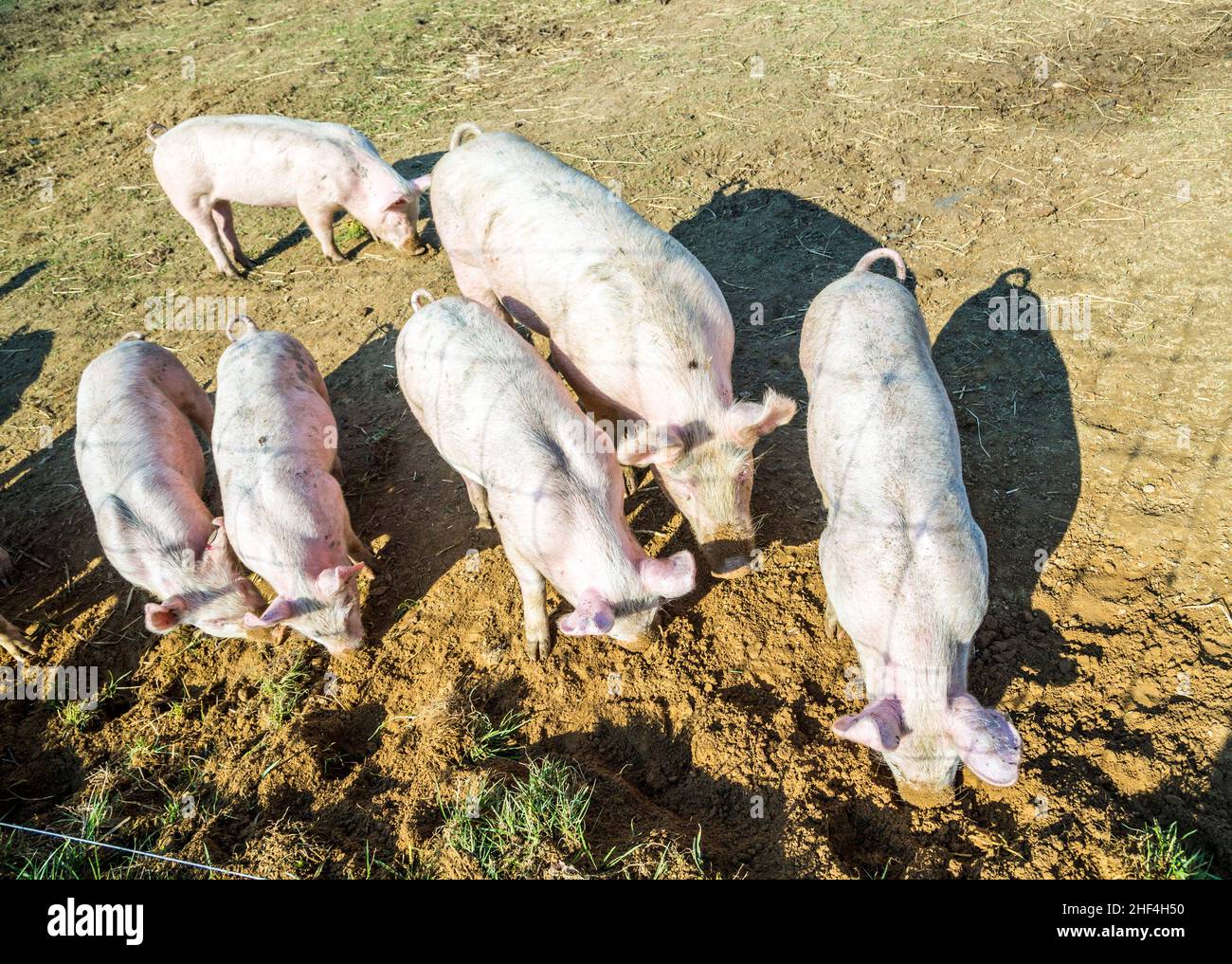 flock of pigs in a bio farm in Usedom Stock Photo - Alamy