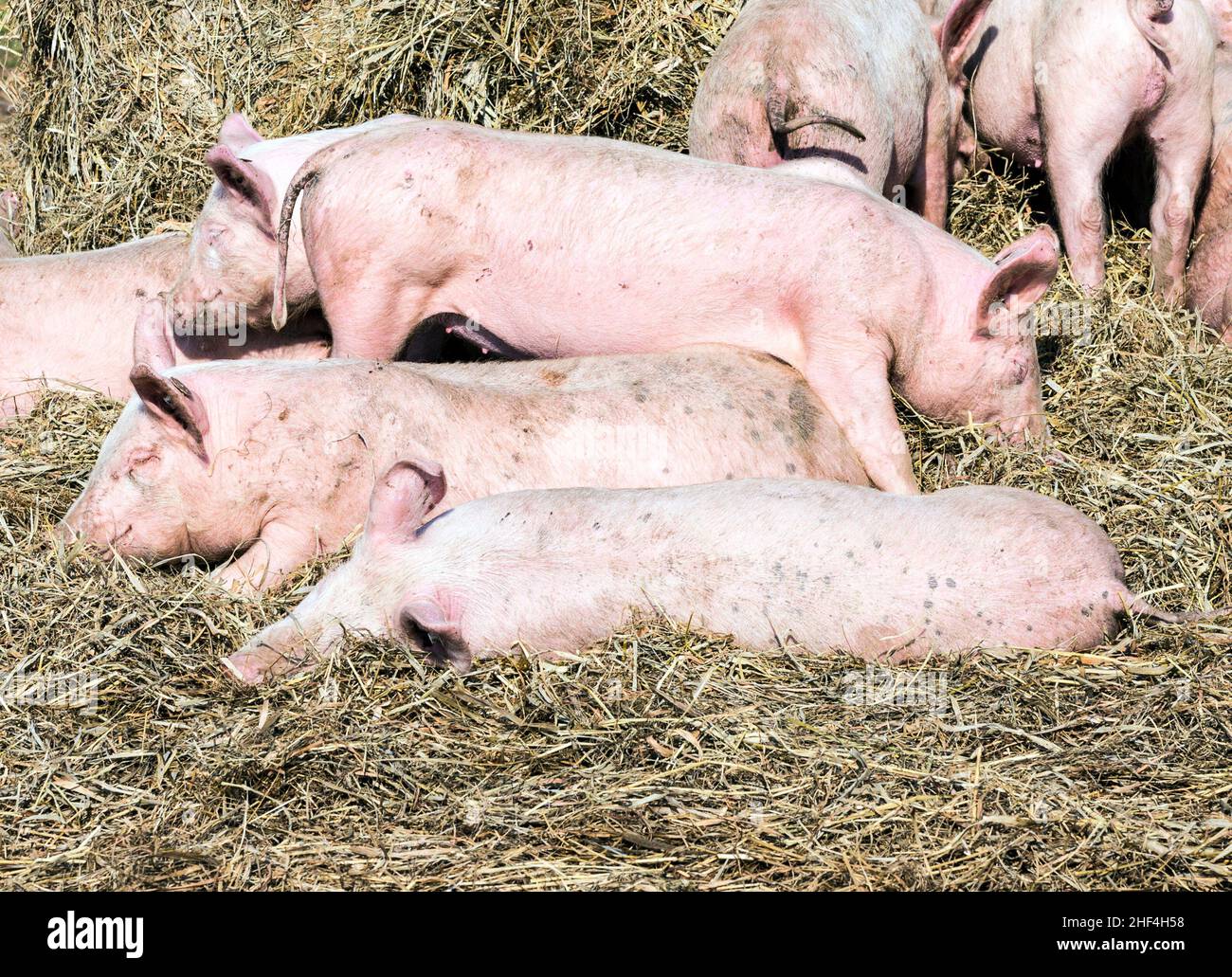 Piglet sleeping grass hi-res stock photography and images - Alamy