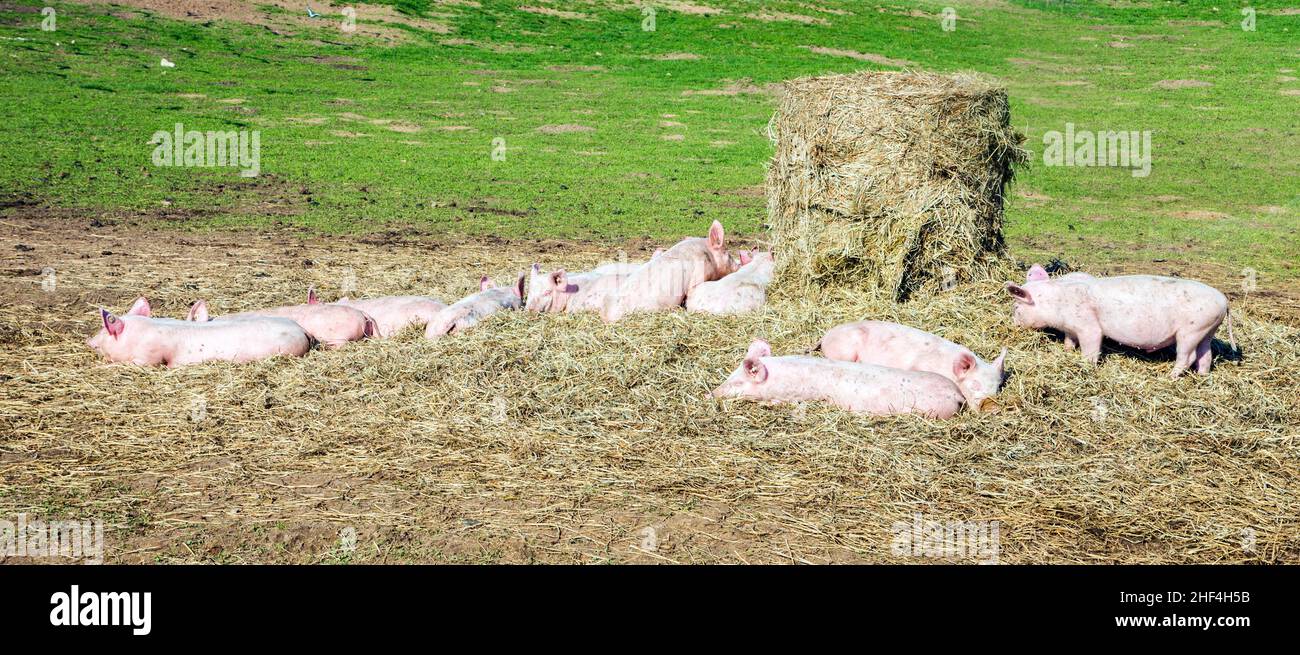 flock of pigs in a bio farm in Usedom Stock Photo - Alamy
