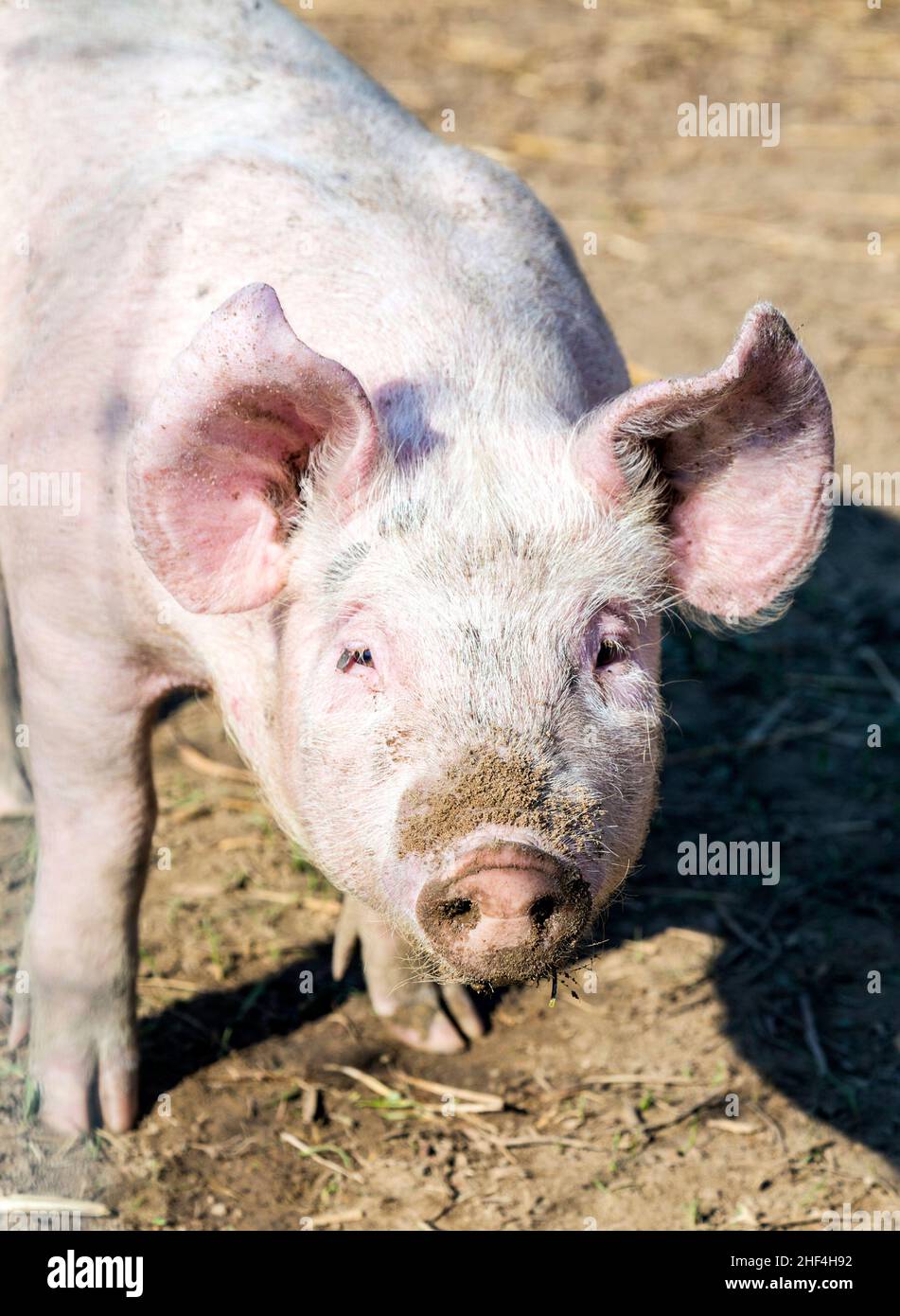 flock of pigs in a bio farm in Usedom Stock Photo - Alamy