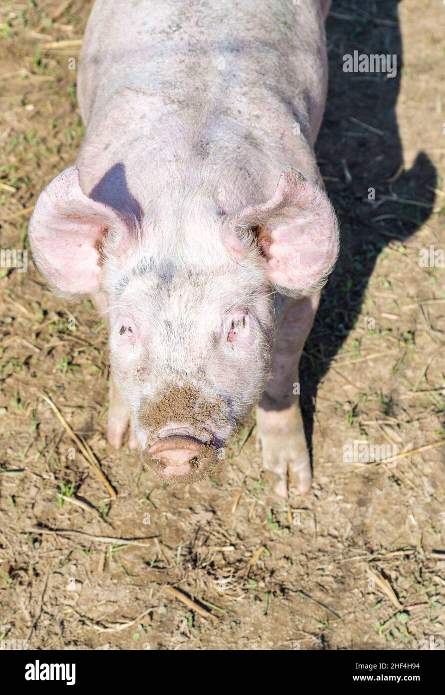 flock of pigs in a bio farm in Usedom Stock Photo - Alamy