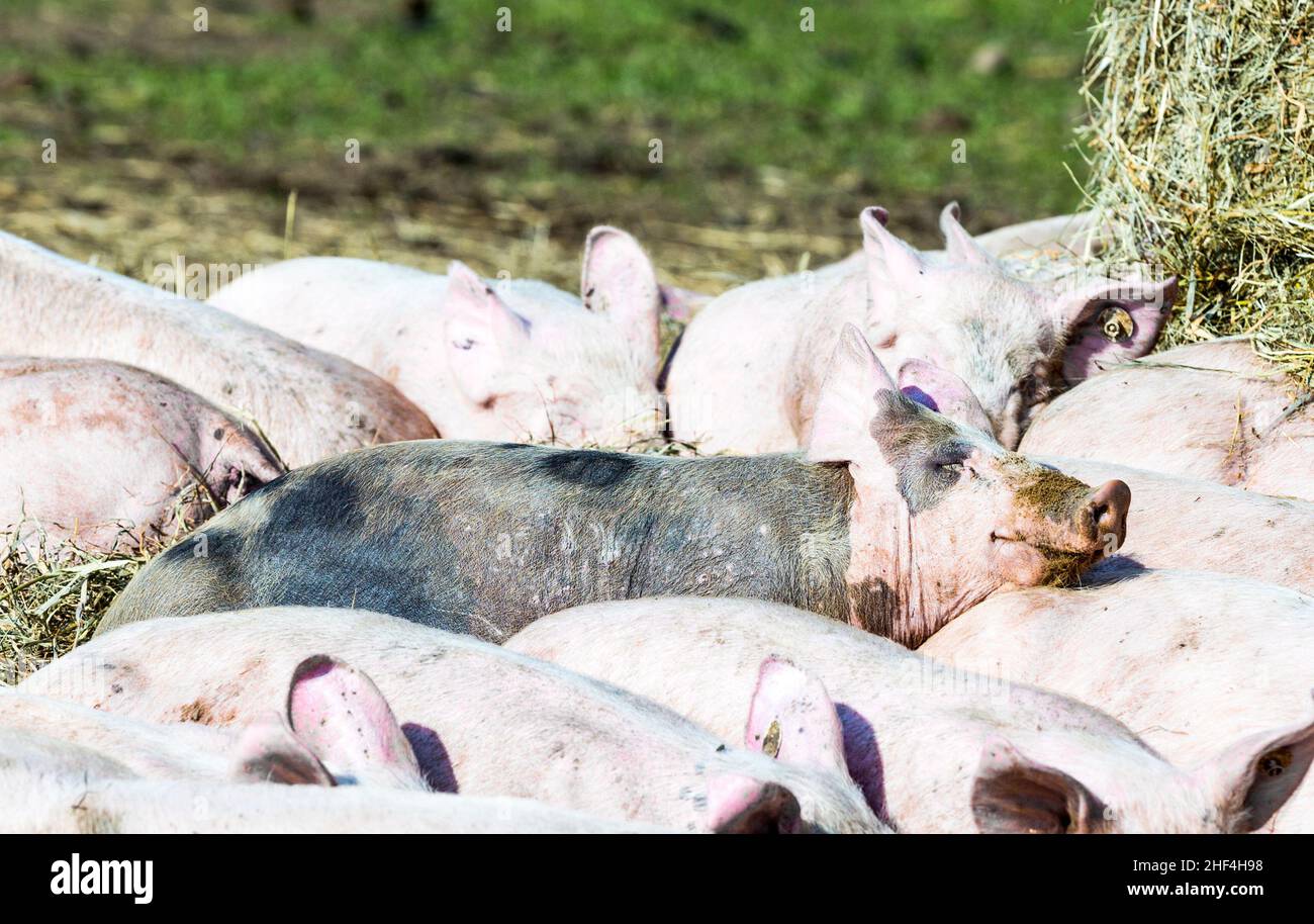flock of pigs in a bio farm in Usedom Stock Photo - Alamy