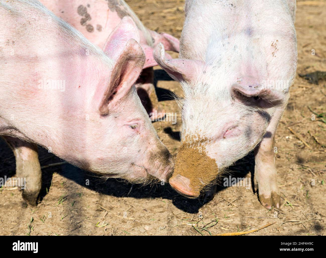 flock of pigs in a bio farm in Usedom Stock Photo - Alamy