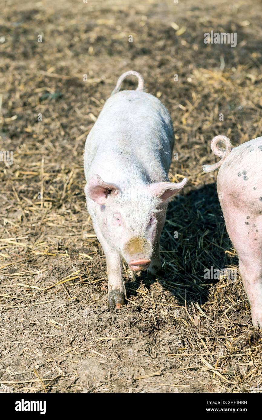 flock of pigs in a bio farm in Usedom Stock Photo - Alamy