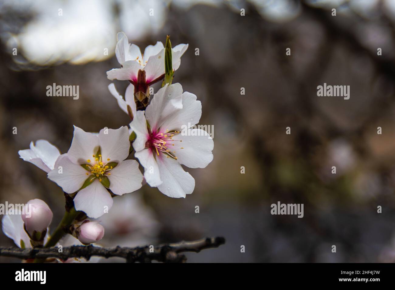 Almond Trees Blooming Stock Photo - Alamy