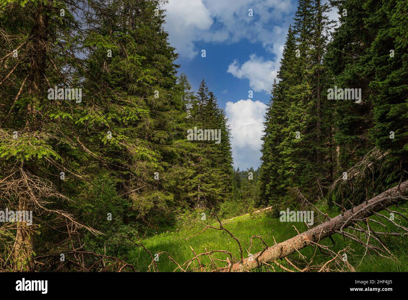 photos of the typical alpine woods, with fir and maple trees Stock ...