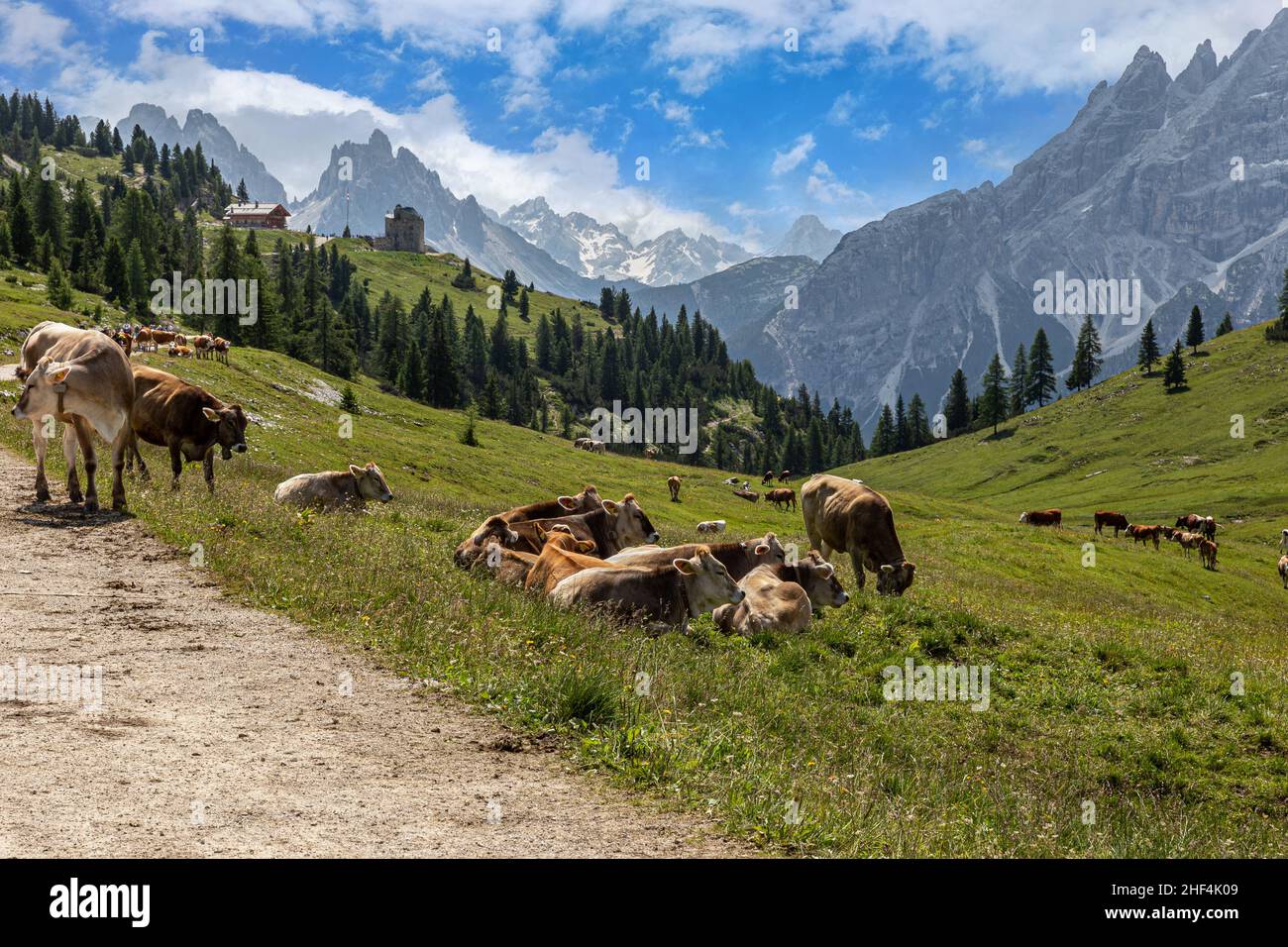 Dairy cattle photographed in the mountain pastures of the Italian Alps ...