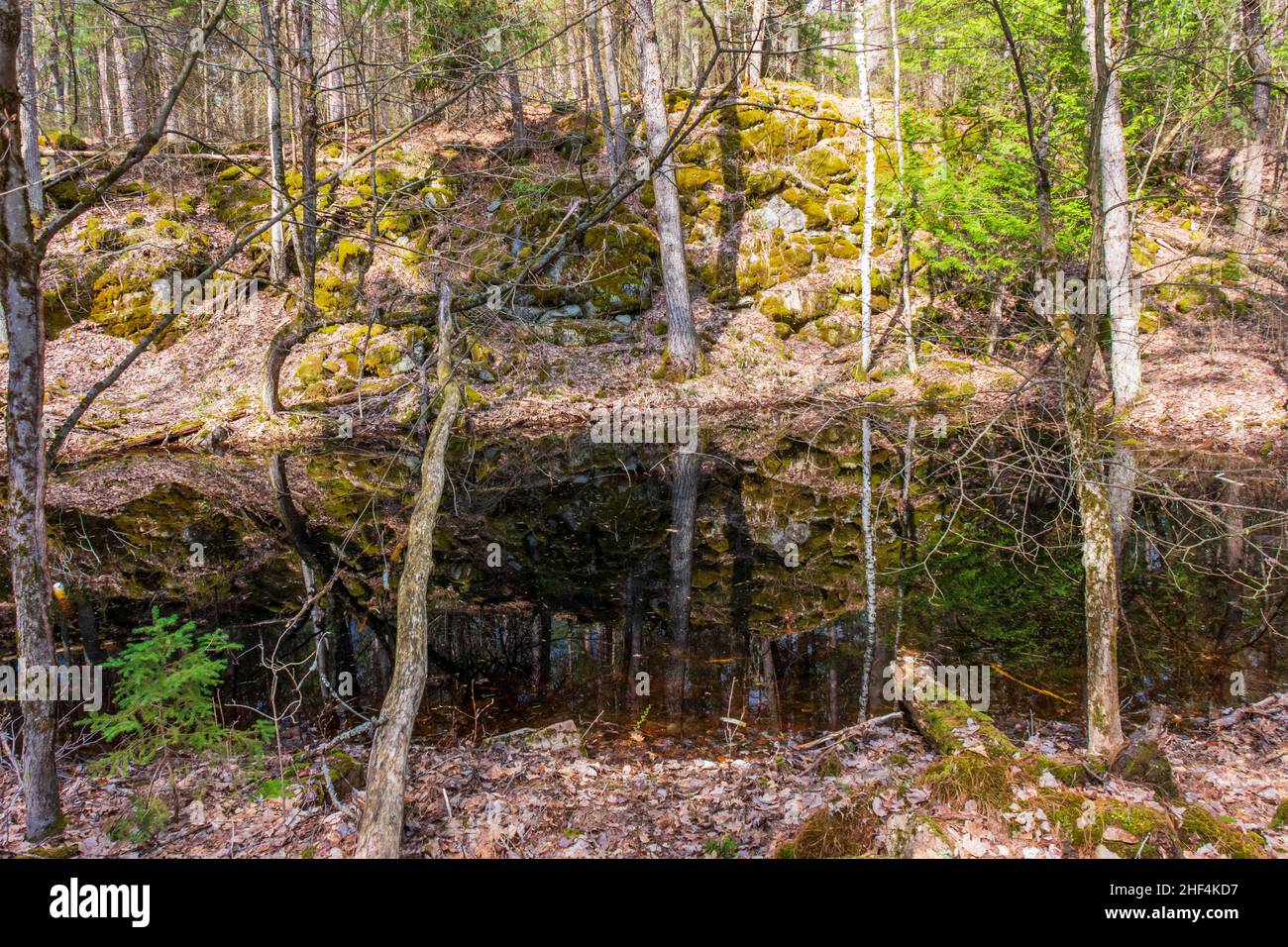 Canadian Marshland in Petroglyphs Conservation Area Ontario Canada in ...