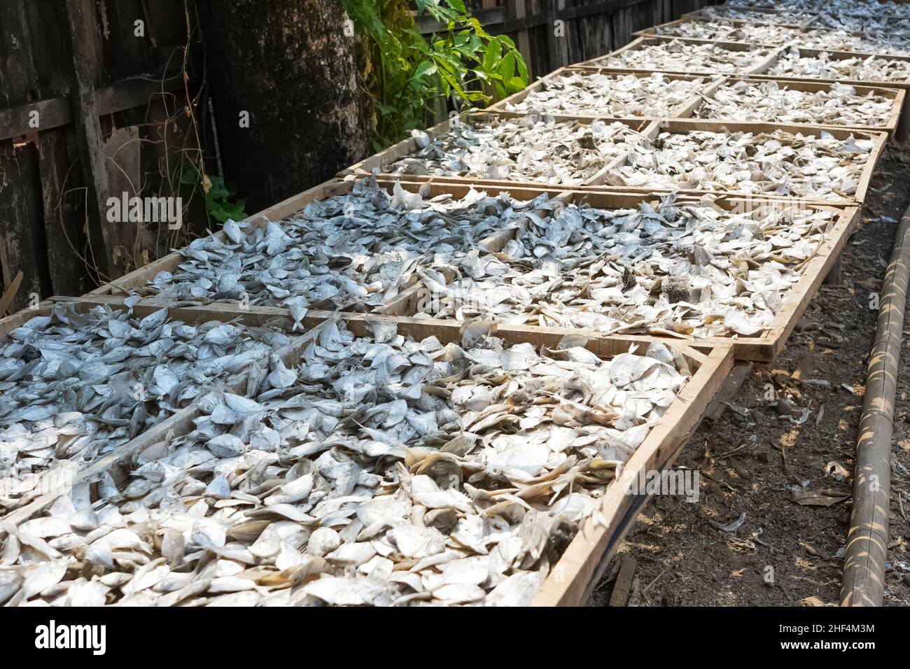 Rotting seafood hi-res stock photography and images - Alamy