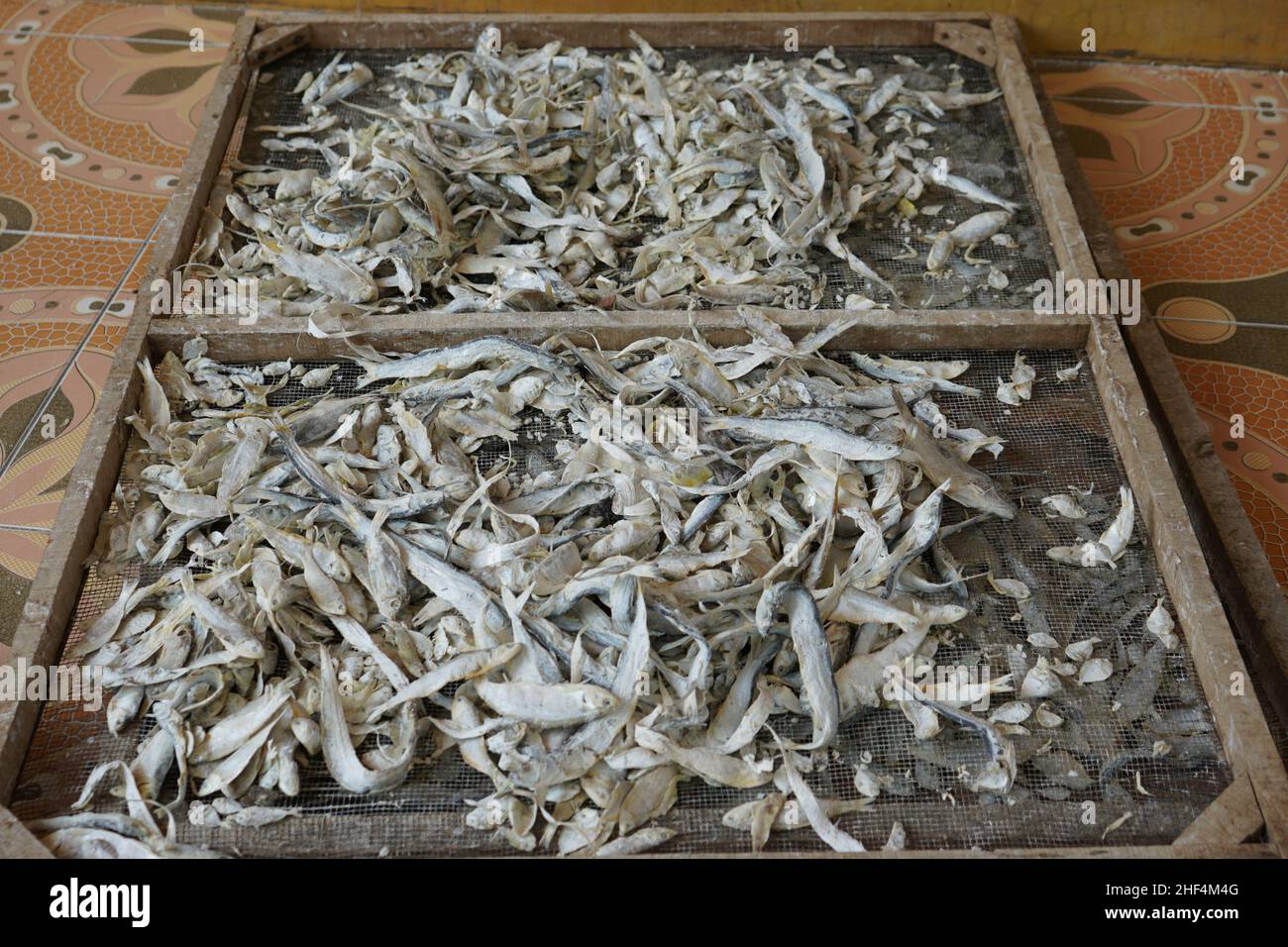 Salted fish caught by local fishermen that are dried in the sun so that ...