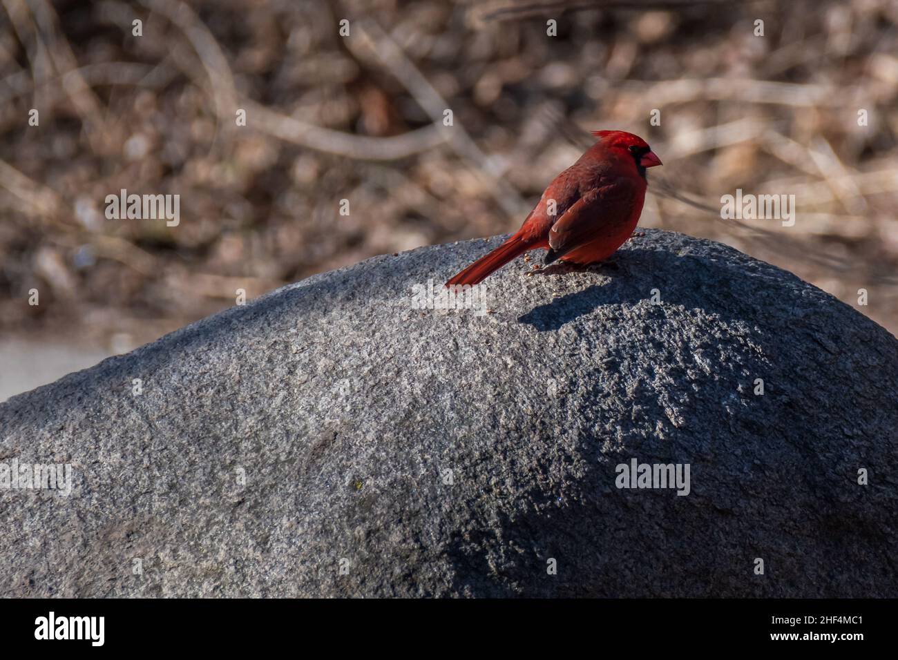 Red Male Cardinal sitting on rock Stock Photo - Alamy