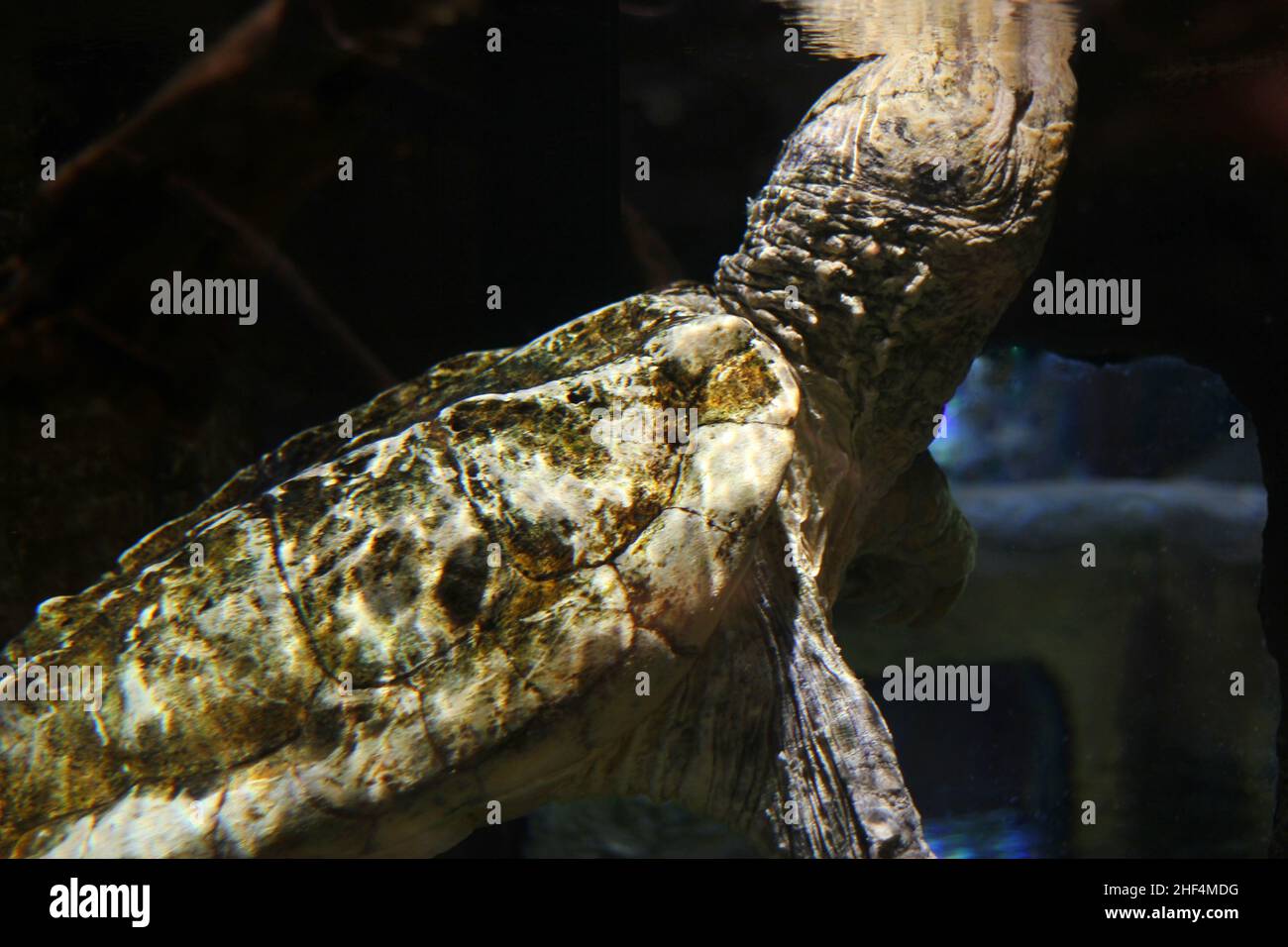 Huge old snapping turtle swimming around the water garden Stock Photo ...