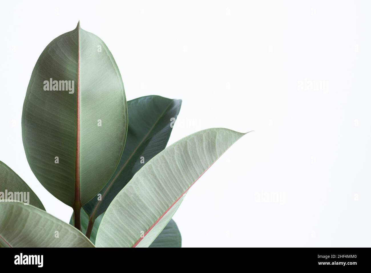 Light green ficus robusta isolated on white background with copy space ...