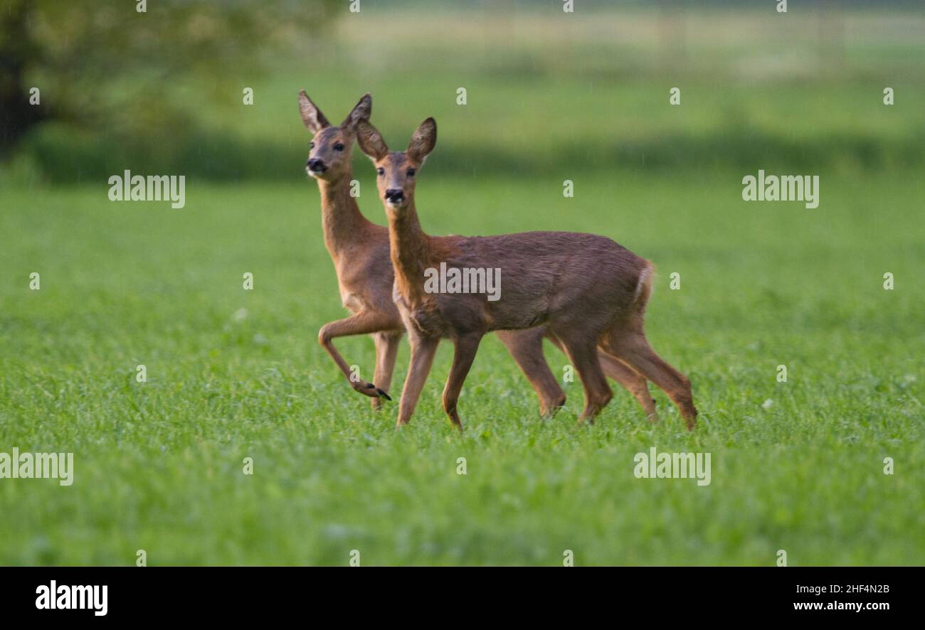 Roe deer european hi-res stock photography and images - Alamy
