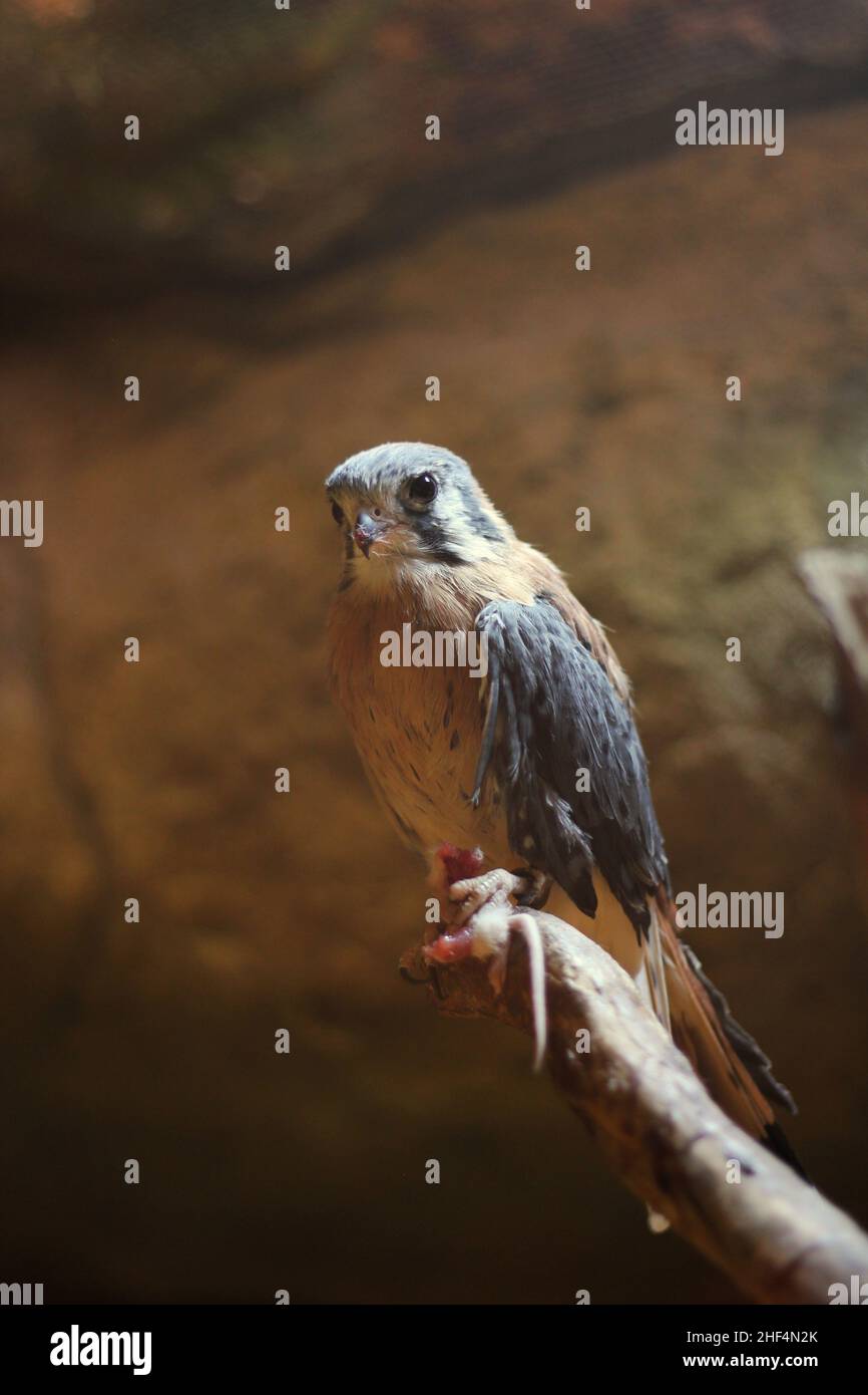 Closeup of a wild hawk watching its surroundings Stock Photo - Alamy