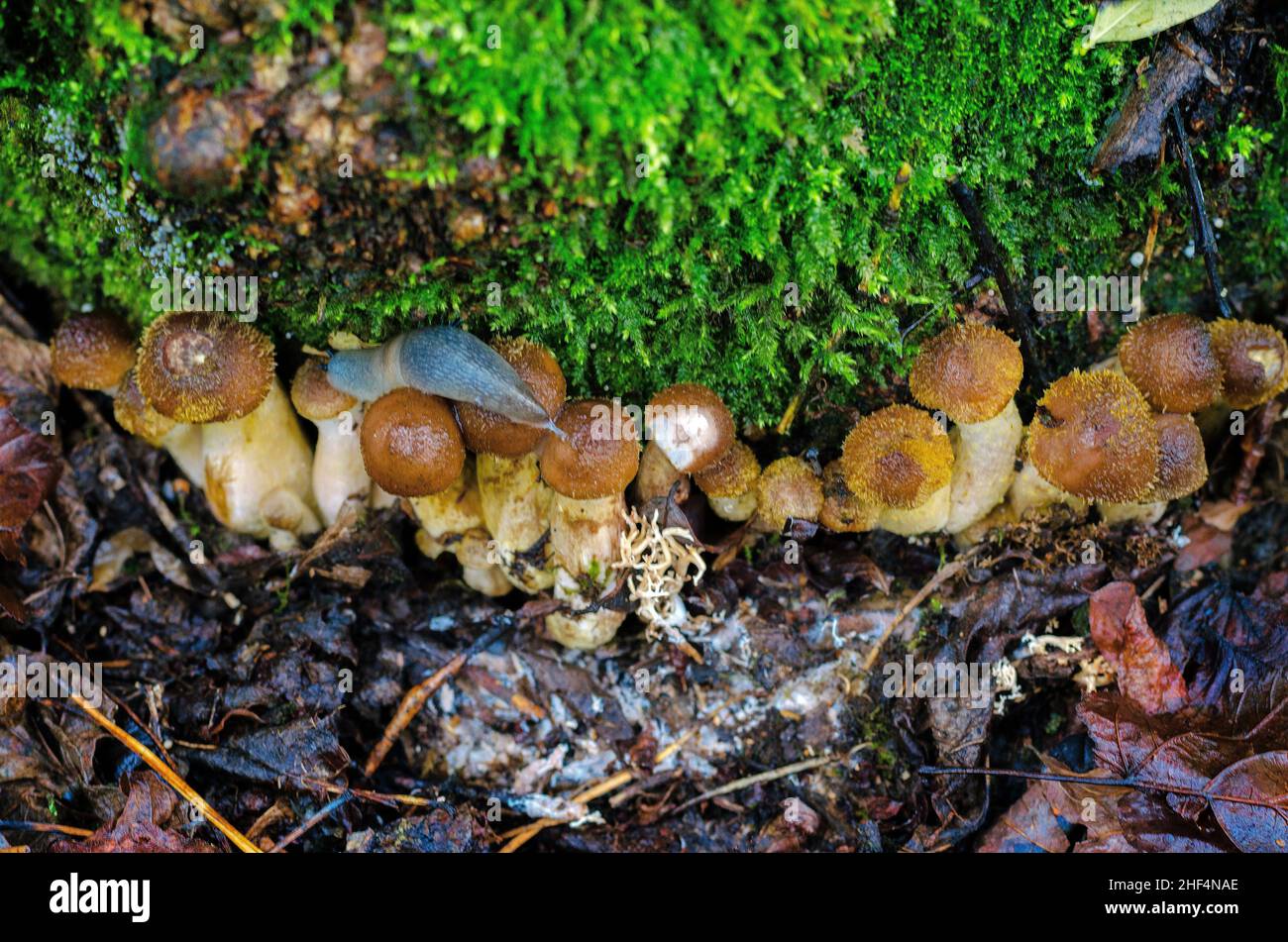 Autumn, edible, forest mushrooms Honey mushrooms, Armillaria mellea, in ...