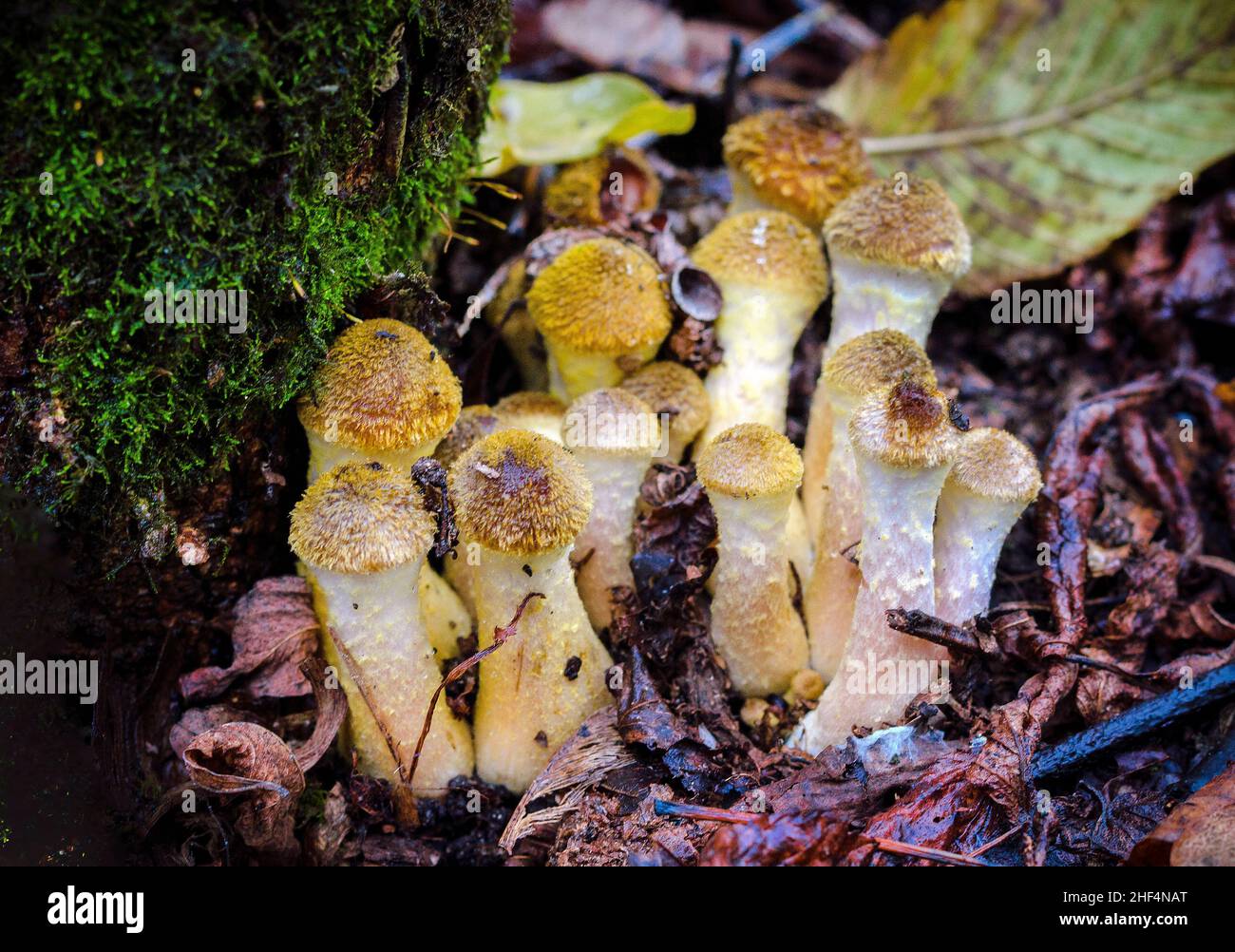 Autumn, edible, forest mushrooms Honey mushrooms, Armillaria mellea, in ...