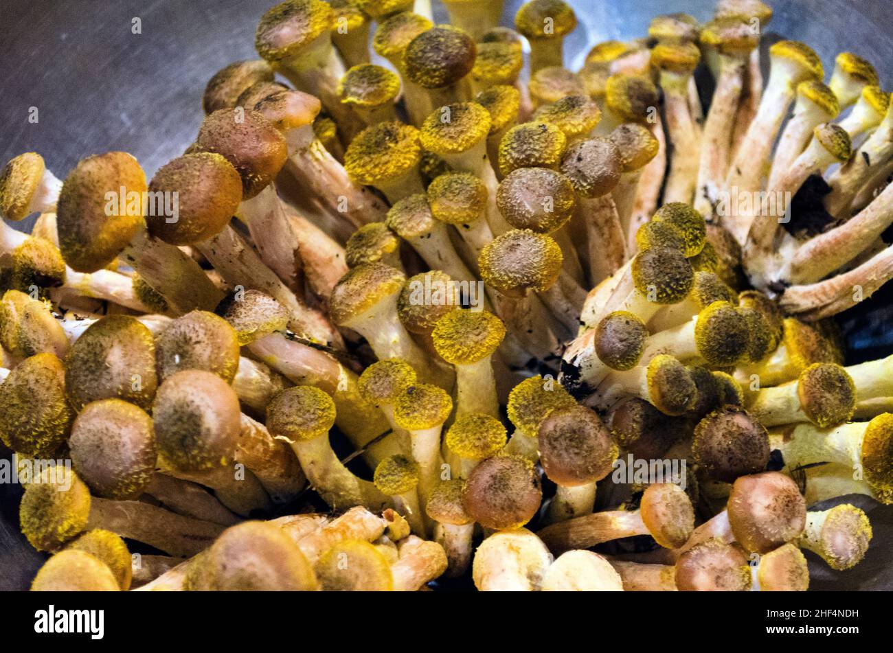 Harvested fresh edible forest mushrooms close up Stock Photo - Alamy
