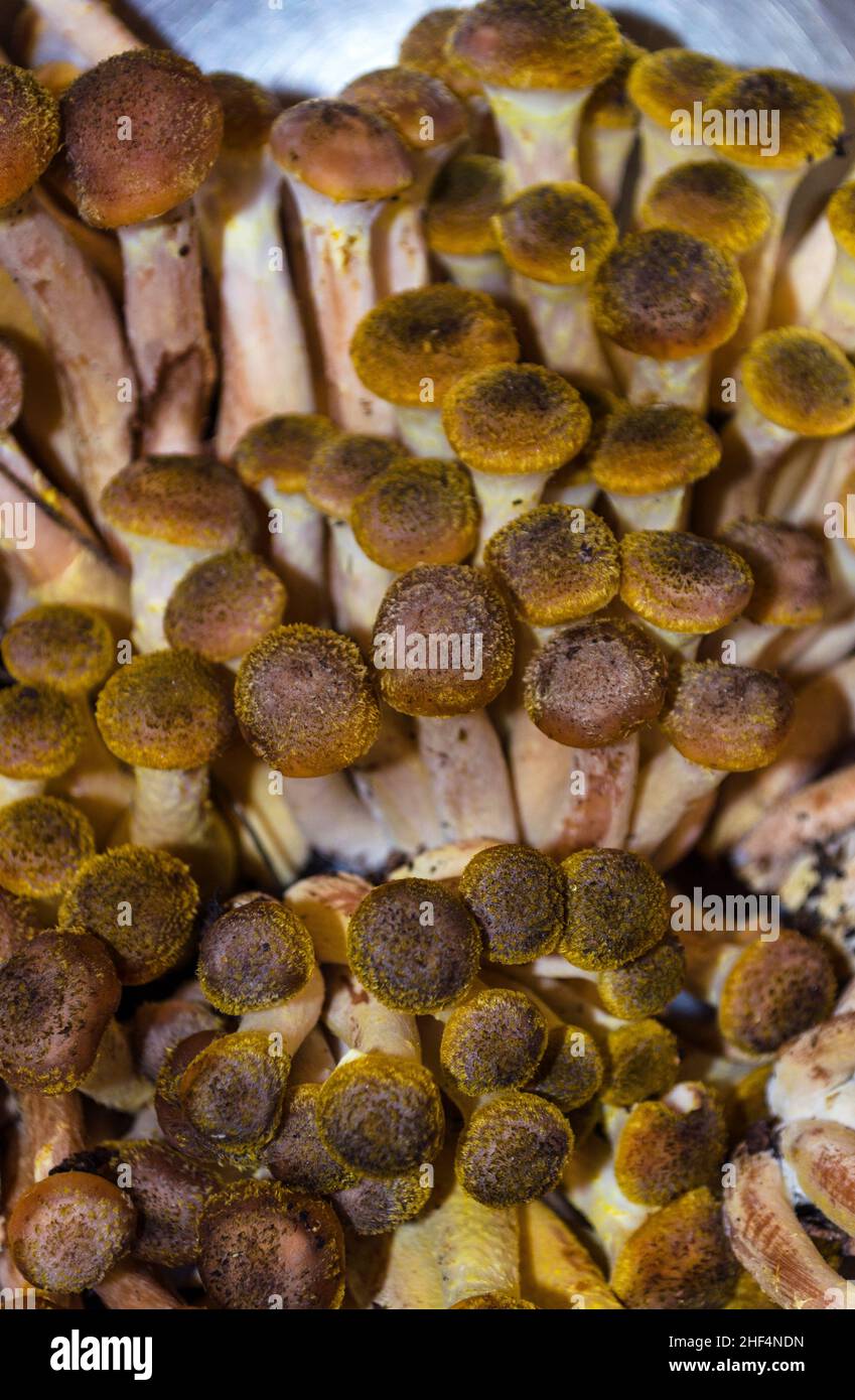 Harvested fresh edible forest mushrooms close up Stock Photo - Alamy