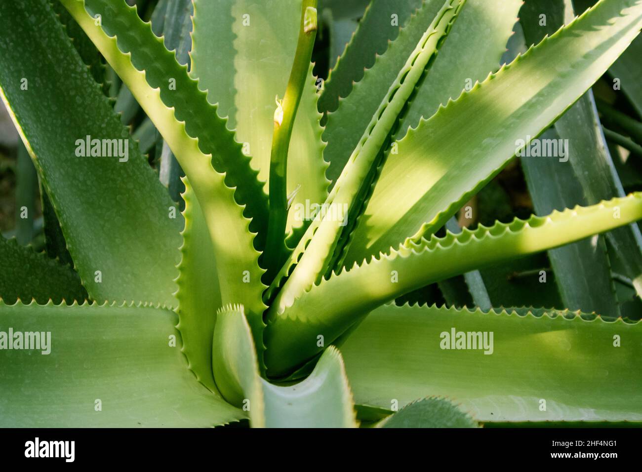 Aloe vera leaves. Tropical green plant growing in a botanical garden ...