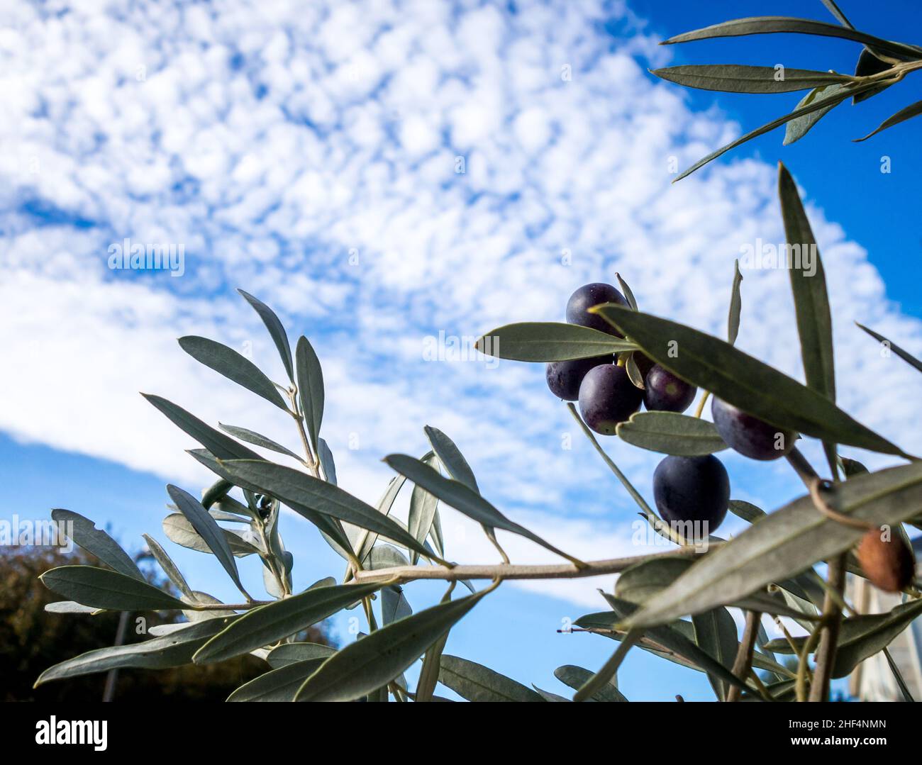 Organic olive three close-up view. Detail of leaves and fruits Stock ...