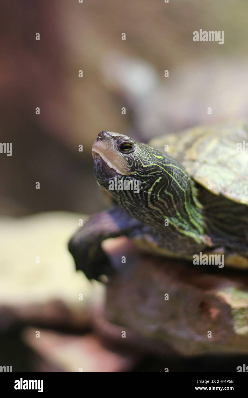 Cute painted box turtle enjoying his aquatic garden Stock Photo - Alamy