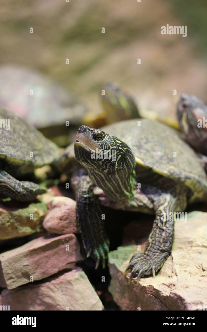 Cute painted box turtle enjoying his aquatic garden Stock Photo - Alamy