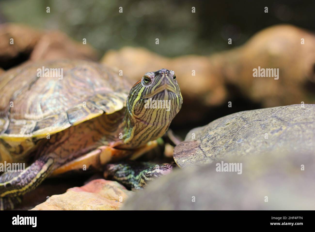 Cute painted box turtle enjoying his aquatic garden Stock Photo - Alamy