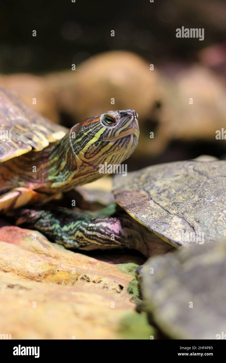 Cute painted box turtle enjoying his aquatic garden Stock Photo - Alamy