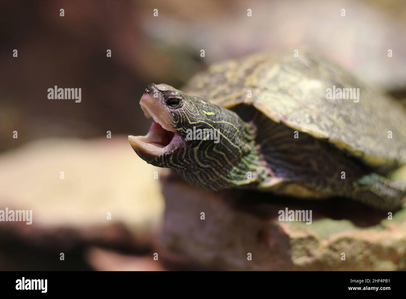 Cute painted box turtle enjoying his aquatic garden while being mouthy ...