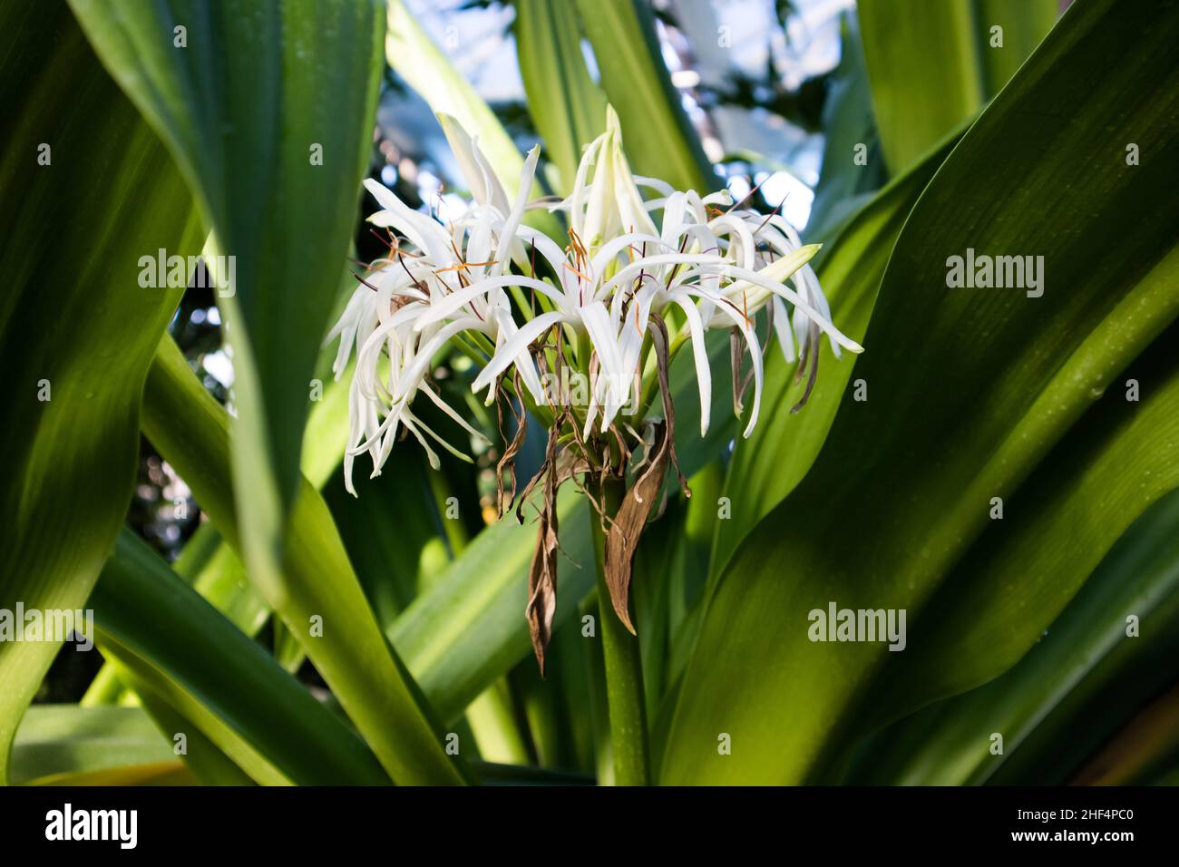 Crinum asiaticum blooming white flowers among green leaves. Spider lily ...