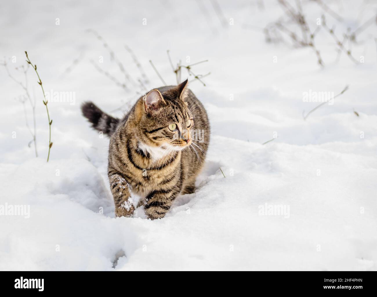 Playful, European, domestic cat on a snow cover Stock Photo - Alamy