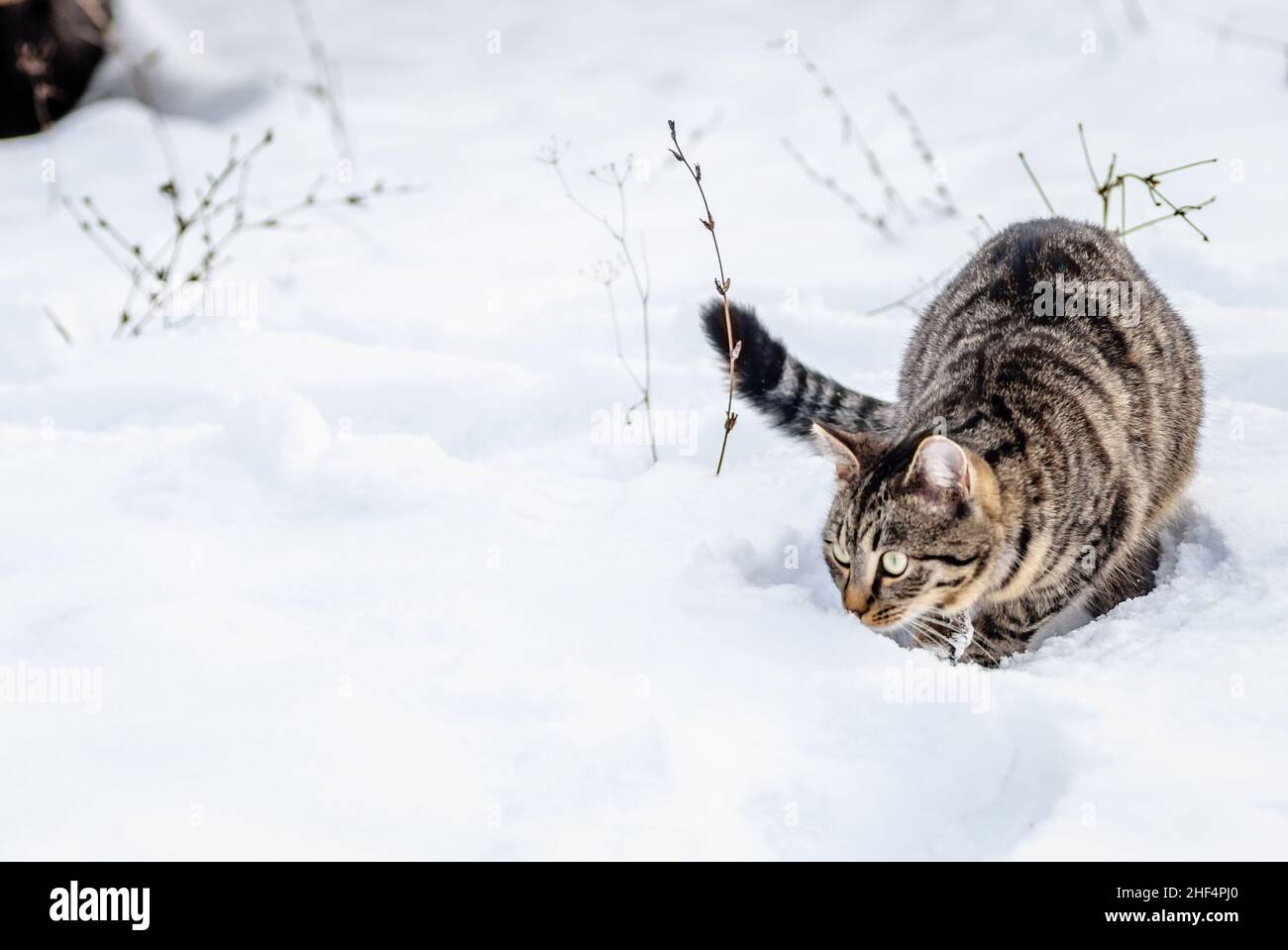 Playful, European, domestic cat on a snow cover Stock Photo - Alamy