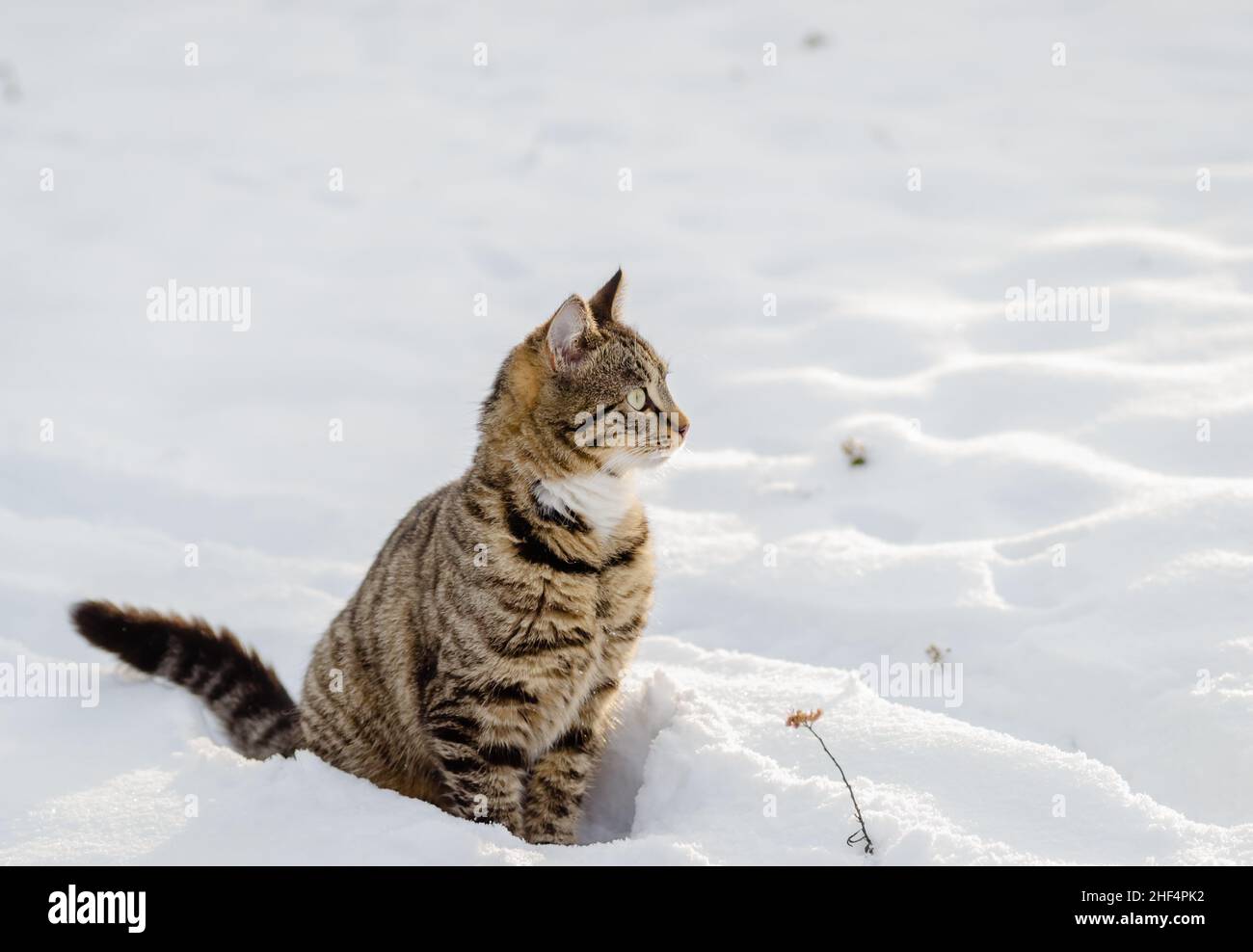 Playful, European, domestic cat on a snow cover Stock Photo - Alamy