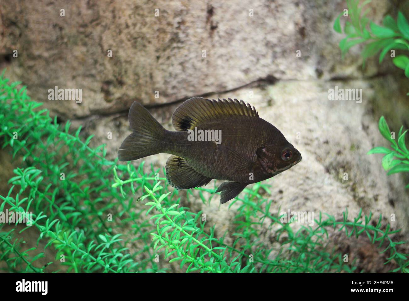Single wild bluegill fish swimming underwater in the water garden Stock ...